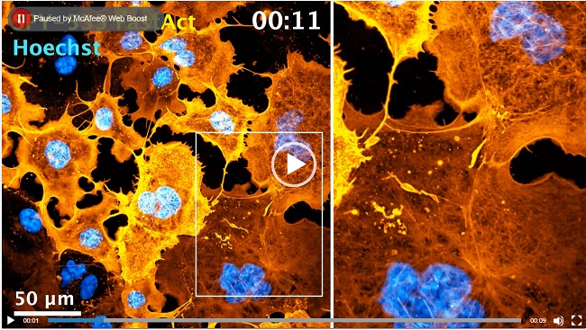 SPIROCHROME | 卓昇有限公司-最專業科學研究供應商